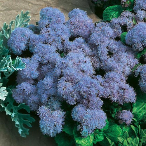 Ageratum Blue Mink Seeds - Irish Plants Direct