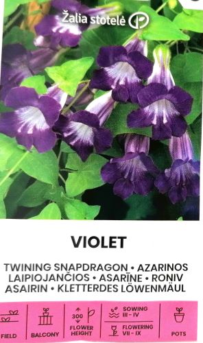 Asarina Twining Snapdragon Violet Seed - Irish Plants Direct