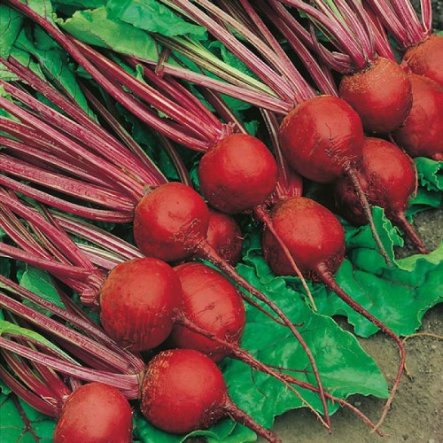 Beetroot Detroit 2 Crimson Globe Seeds - Irish Plants Direct