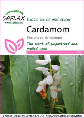 Cardamom Herb Seeds - Irish Plants Direct