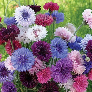 Cornflower Tall Mix Seeds - Irish Plants Direct