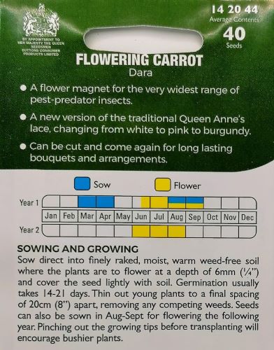 Flowering Carrot Dara Seeds - Irish Plants Direct