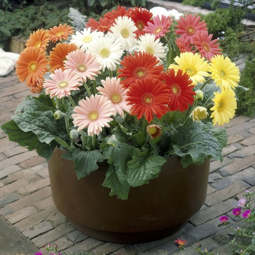 Gerbera Cut Flower Mix Seeds - Irish Plants Direct