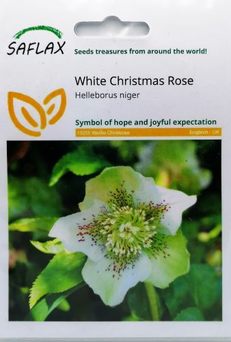 Helleborus Niger Seeds - Irish Plants Direct