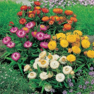 Helichrysum Double Mix Seeds - Irish Plants Direct