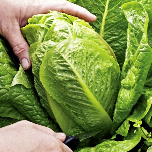 Lettuce Cosberg Sweet Success F1 Seeds - Irish Plants Direct