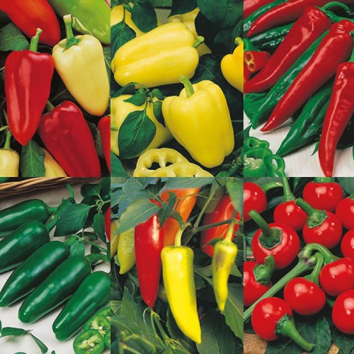 Pepper Collection Seeds - Irish Plants Direct