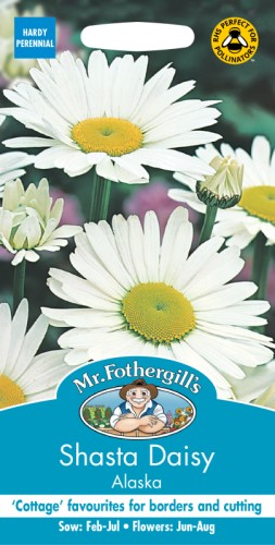Shasta Daisy Alaska Seeds - Irish Plants Direct