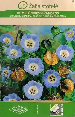 Shoo Fly Plant Seeds - Irish Plants Direct