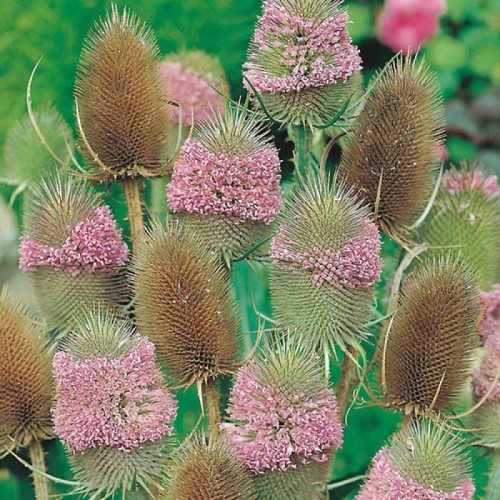 Wildflower Teasel Seeds - Irish Plants Direct