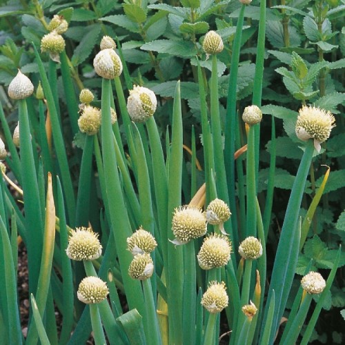 Welsh Onion Herb Seeds - Irish Plants Direct