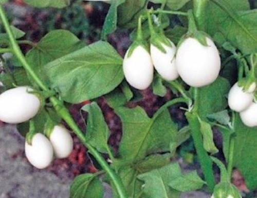 White Aubergine Seeds