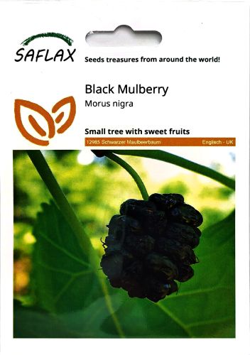 Mulberry Black Tree Seeds - Irish Plants Direct