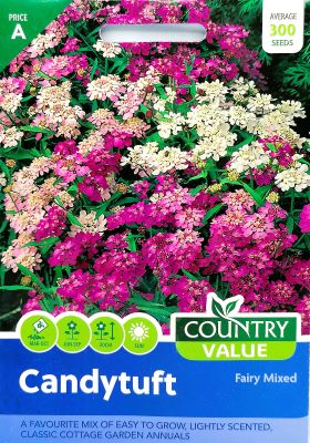 Candytuft Fairy Mix Seed - Irish Plants Direct