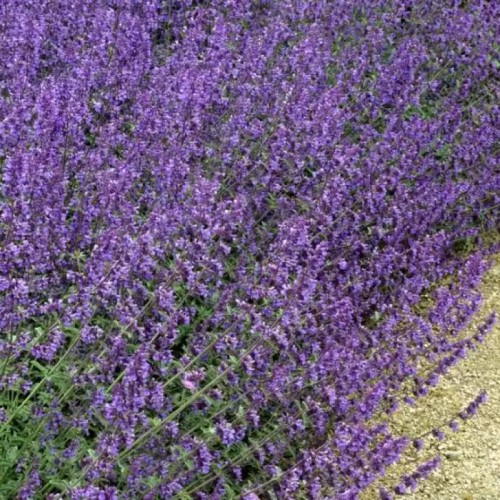 Catmint Catnip Seeds - Irish Plants Direct