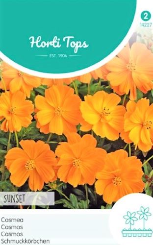Cosmos Orange Sunset Seeds - Irish Plants Direct