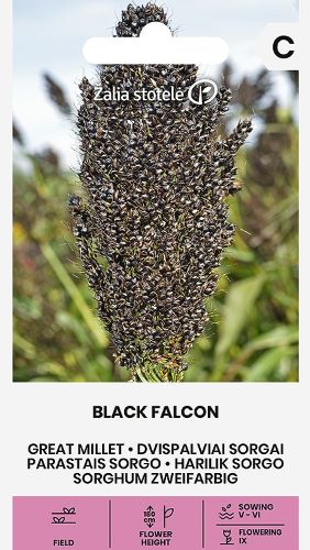 Great Millet Black Falcon Grass Seeds - Irish Plants Direct
