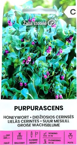 Honeywort Cerinthe Major Purpurascens Seeds - Irish Plants Direct