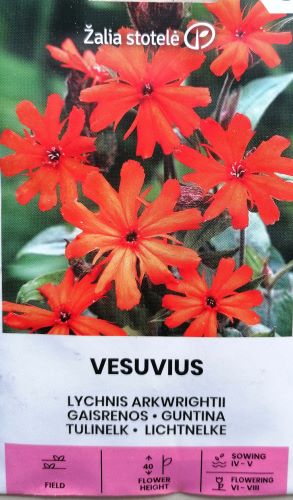 Lychnis Arkwrightii Vesuvius Seeds - Irish Plants Direct
