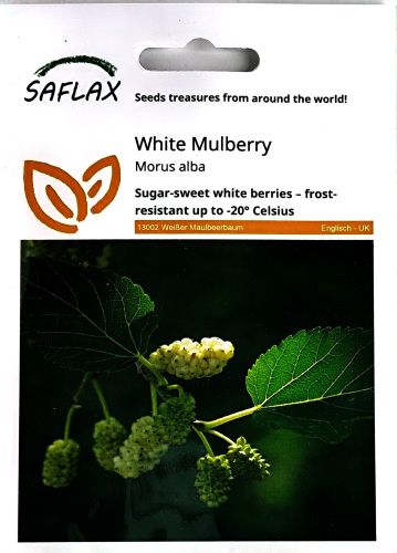 Mulberry White Tree Seeds - Irish Plants Direct
