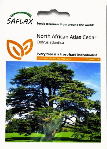Cedar North African Atlas Tree Seeds - Irish Plants Direct