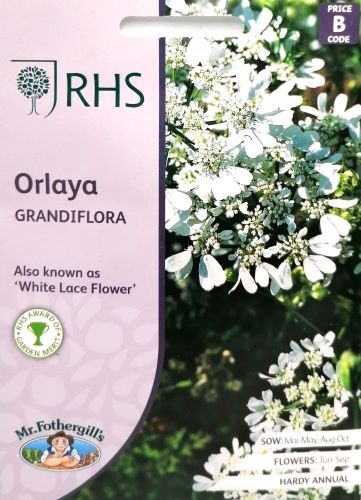 Orlaya Grandiflora Flower RHS Seeds - Irish Plants Direct