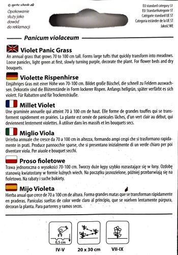Violet Panic Grass Seeds. - Irish Plants Direct