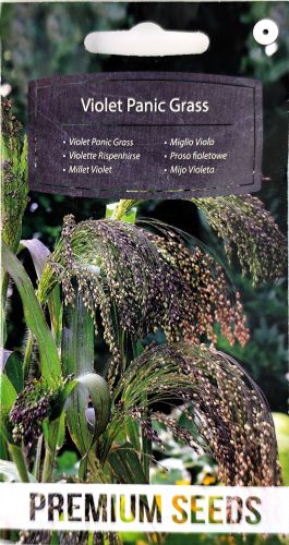 Violet Panic Grass Seeds. - Irish Plants Direct