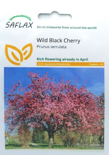 Wild Black Cherry Tree Seeds - Irish Plants Direct